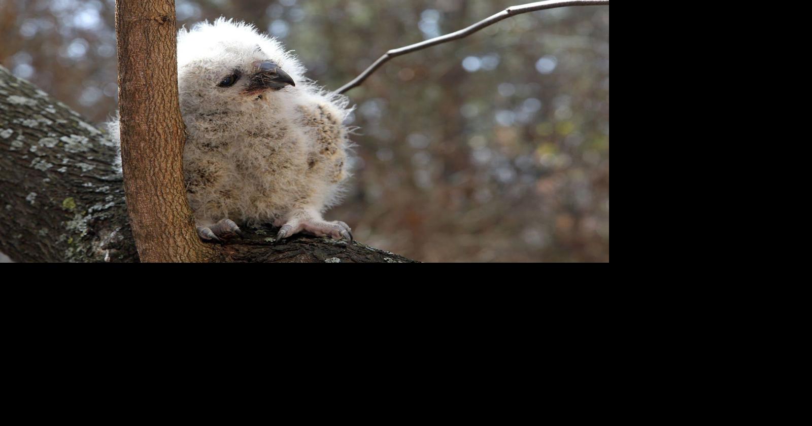 Unattended baby wild animals might not be abandoned | | thecabin.net