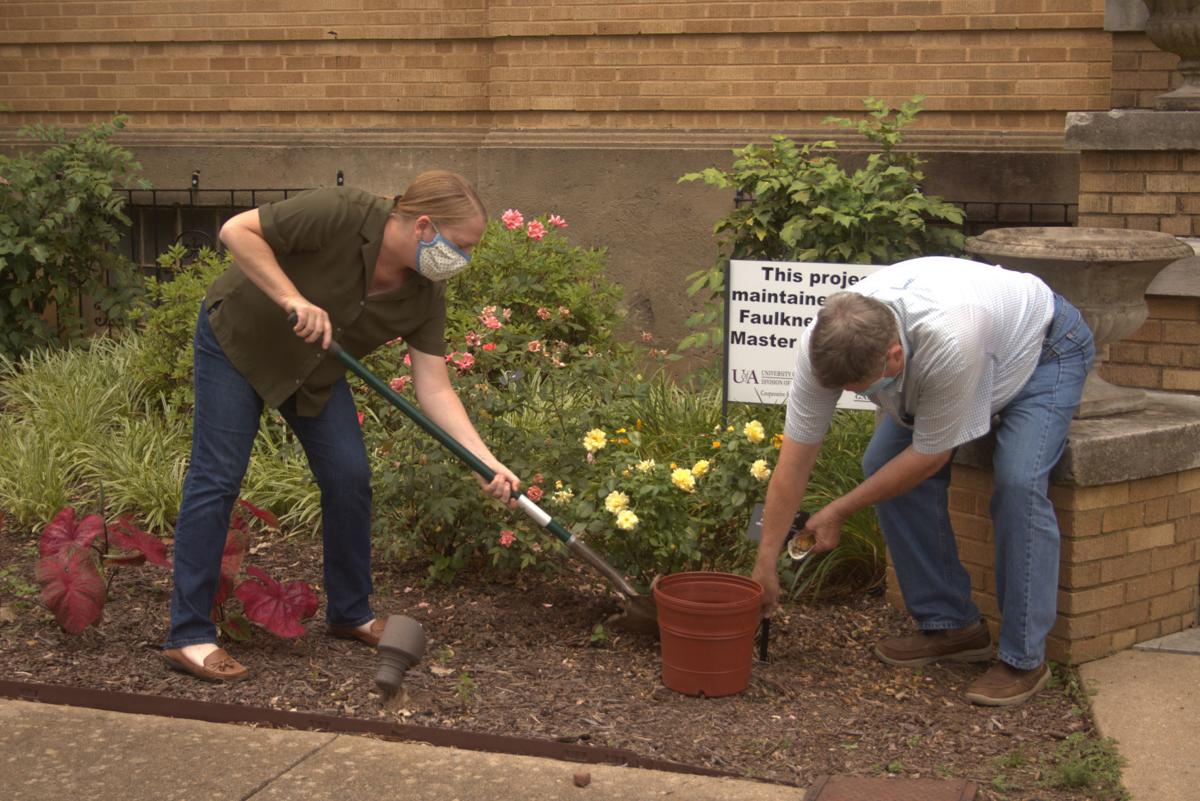 Yellow roses planted to commemorate women’s suffrage | News | thecabin.net