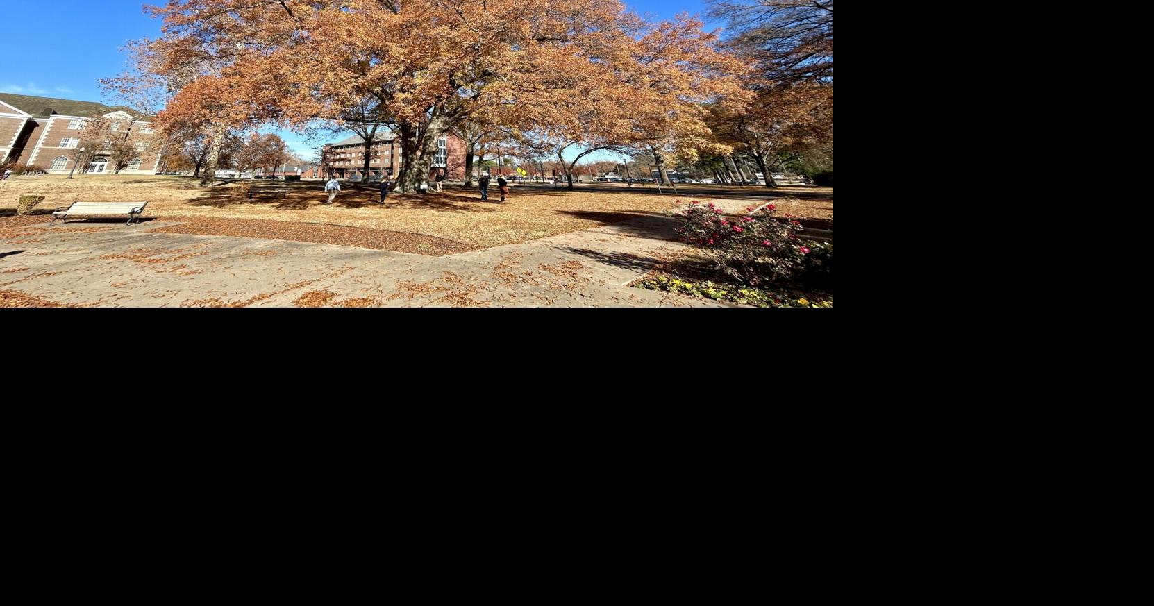 Conway boasts 2 Champion Trees | News | thecabin.net