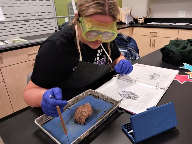 Anatomy students dissect sheep brains | News | thecabin.net