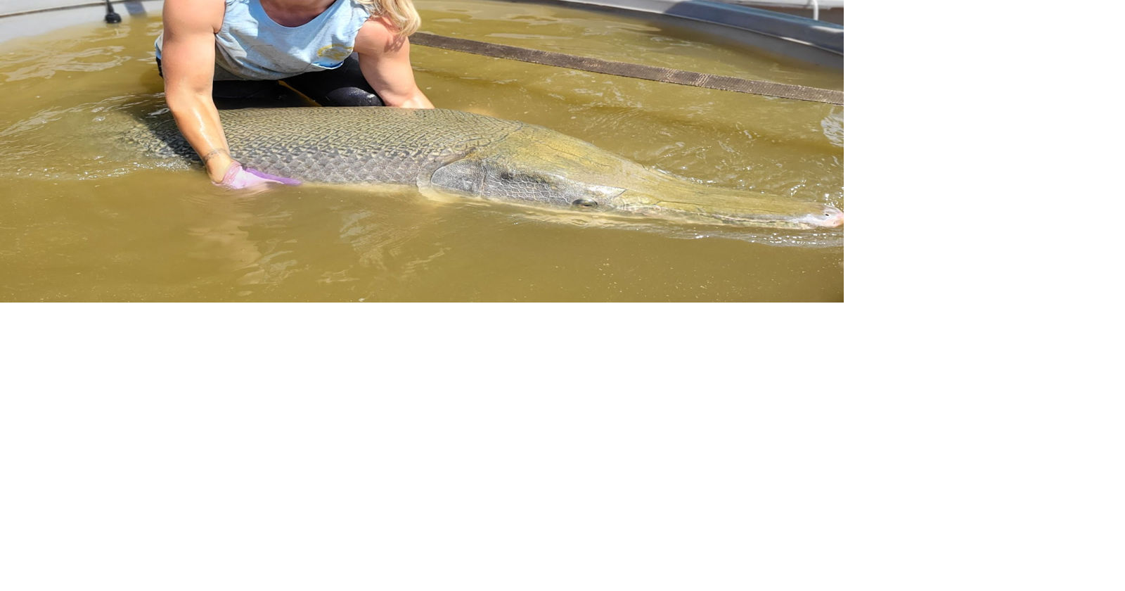 Apply for a Trophy Alligator Gar permit | News | thecabin.net
