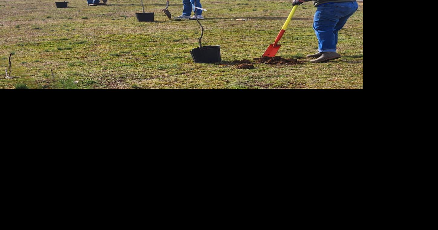 Conway Tree Board | News | thecabin.net