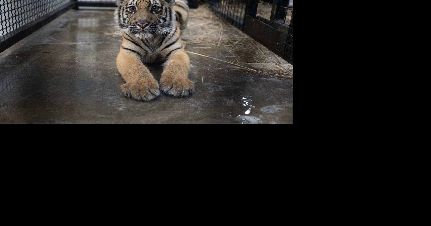 Big cat act violator gets probation, fine | News | thecabin.net