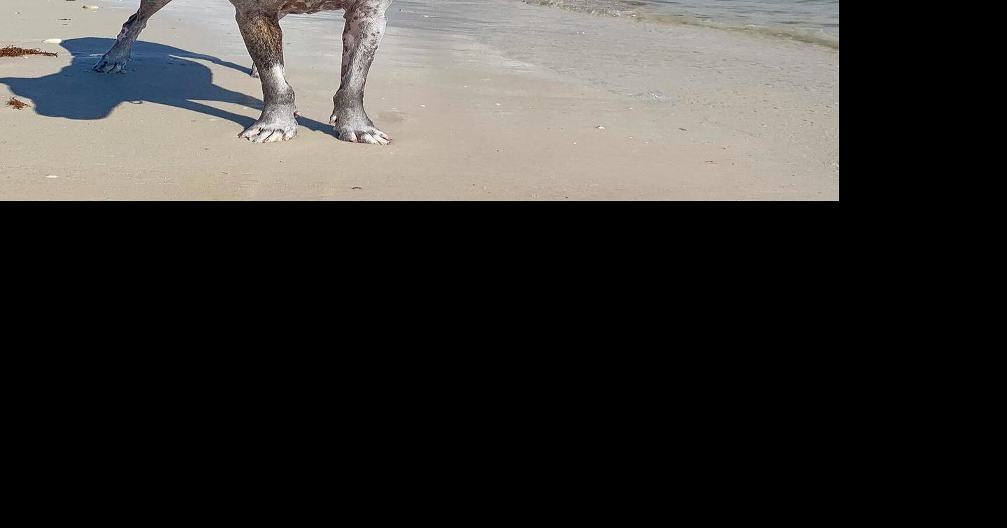 Grunt | Pets | thecabin.net