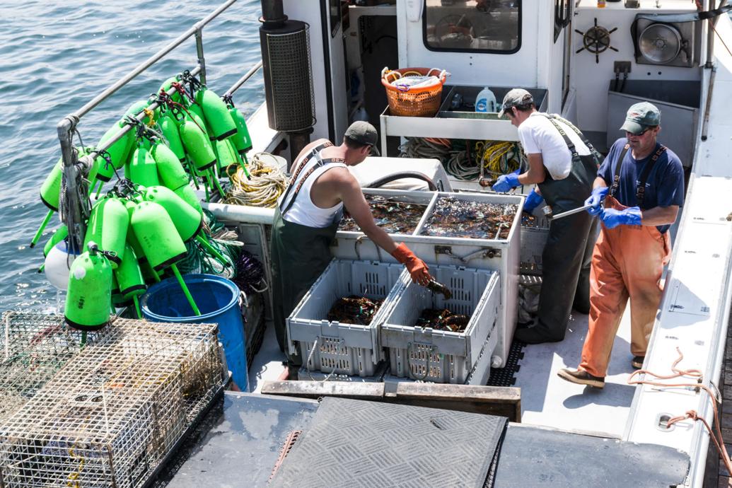 Maine lobster industry reverses course, agrees to support process to ... Maine lobster industry reverses course, agrees to support process to ...