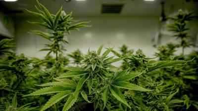 Wisconsin Democrats use 4/20 to push for marijuana legalization ...