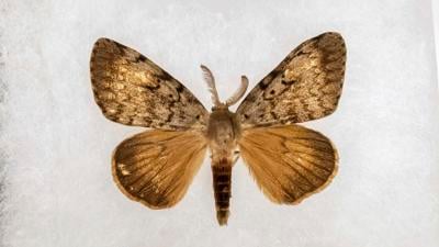 Washington to begin aerial spraying to kill tree-destroying spongy moth ...