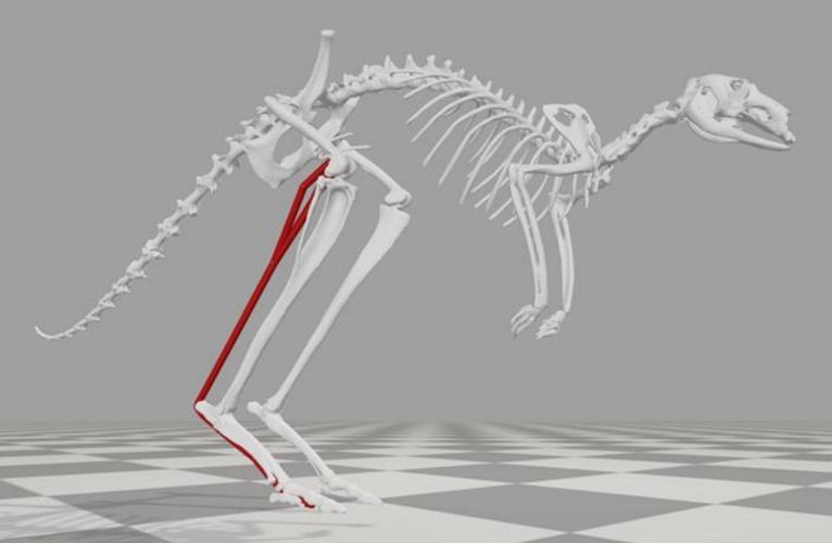 Kangaroos use unique posture trick to save energy when hopping | National | thecentralvirginian.com