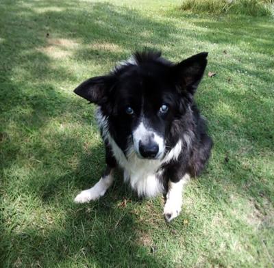 Animal control agencies team up to save lost dog | News ...