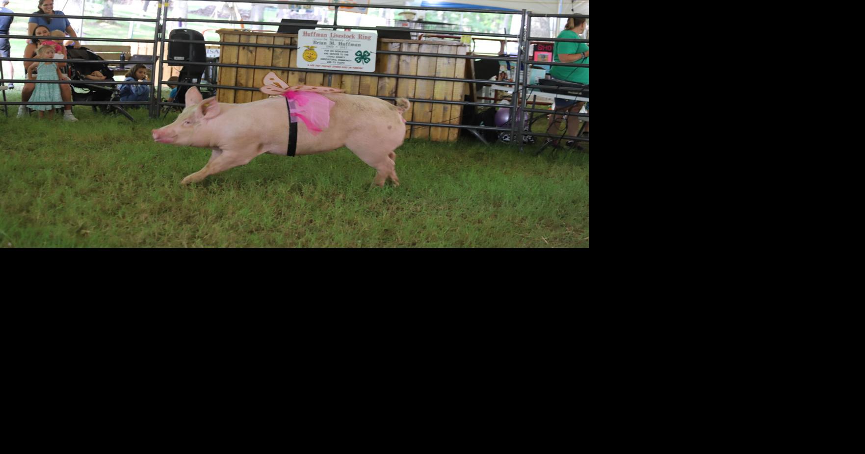 Louisa County Fair returns July 31-Aug. 2 | Local News | thecentralvirginian.com