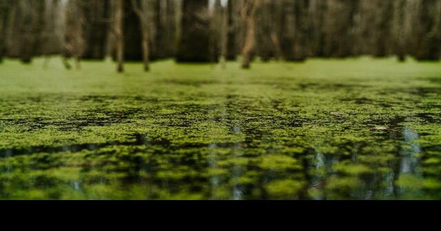 VDH issues latest HAB advisory | News | thecentralvirginian.com