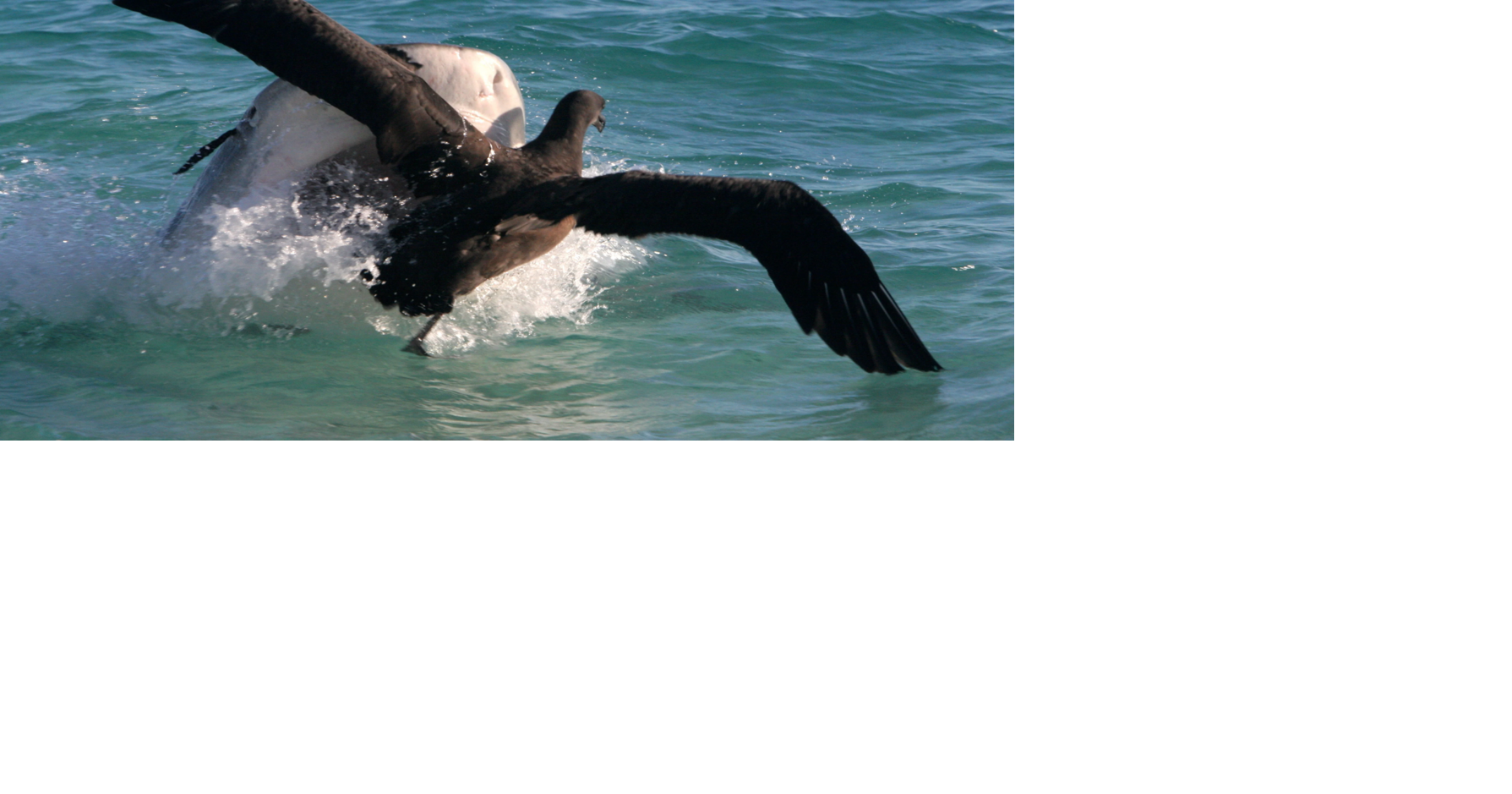 How shark ‘turf wars’ affect seabird nesting in Hawaii | National ...