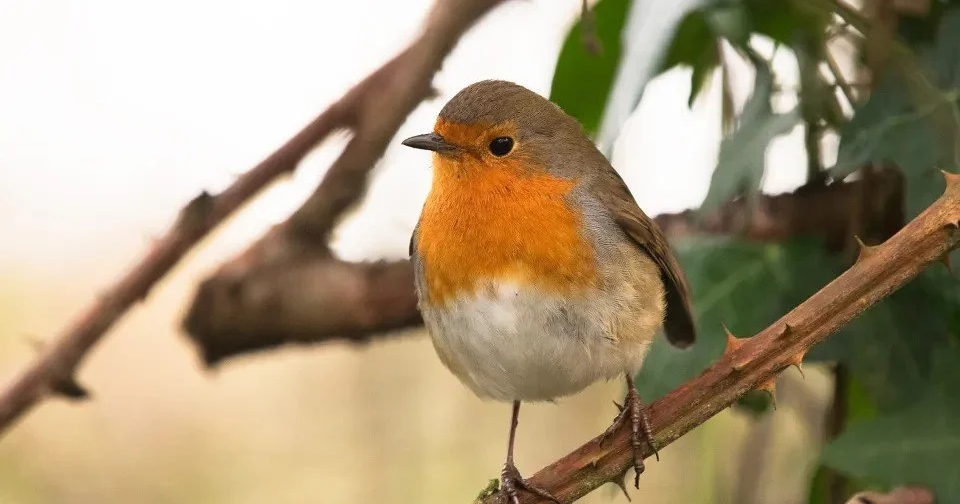 Study finds owl calls make migrating robins eat less at night ...