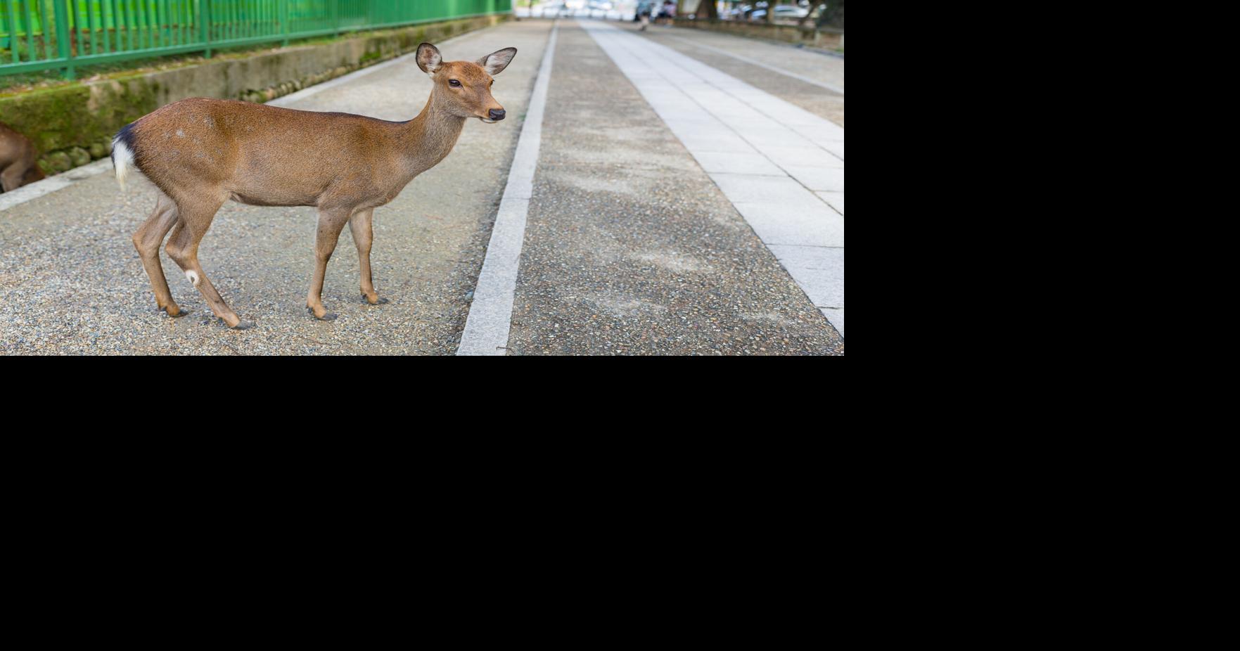 Helping animals in their new homes - wildlife displaced by humans ...