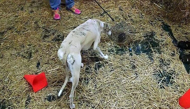 Clarion PAWS has felines who need 'furever' homes | All About Animals ...