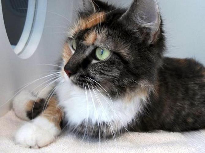 Clarion PAWS has felines who need 'furever' homes | All About Animals ...