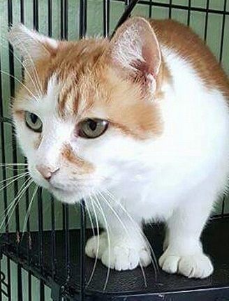 Clarion PAWS has felines who need 'furever' homes | All About Animals ...