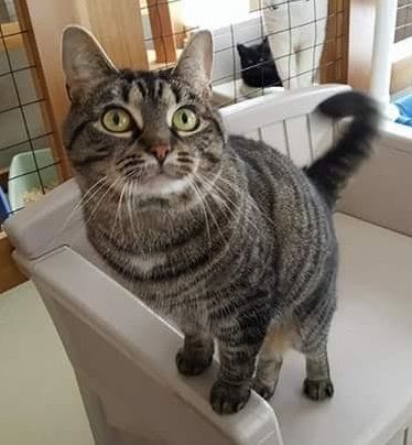 Clarion PAWS has felines who need 'furever' homes | All About Animals ...