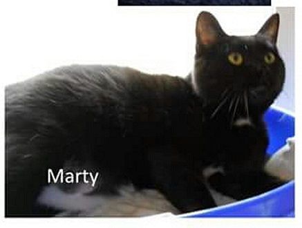 Clarion PAWS has felines who need 'furever' homes | All About Animals ...