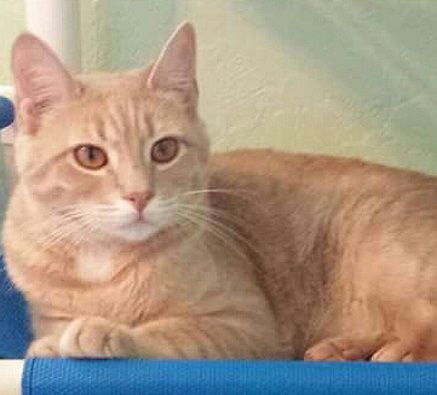 Clarion PAWS has felines who need 'furever' homes | All About Animals ...