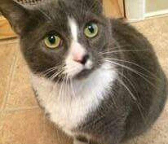 Clarion PAWS has felines who need 'furever' homes | All About Animals ...