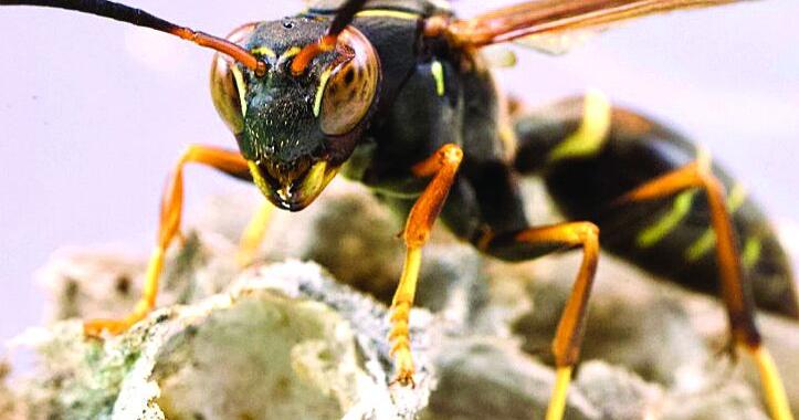 Wasps: friend or foe? | Living | theclarionnews.com