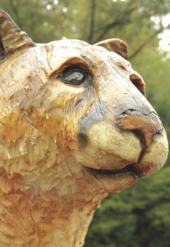 Panther sighting | Local News | theclarionnews.com