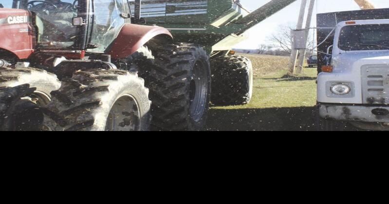 Corn stars | Frontpage | theclarionnews.com