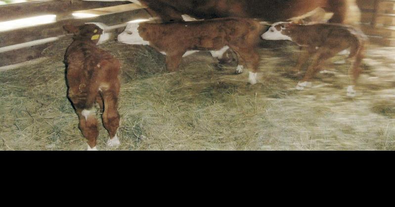 Cow has rare triplets | Local News | theclarionnews.com