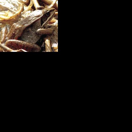 The incredible zombie frogs | Living | theclarionnews.com