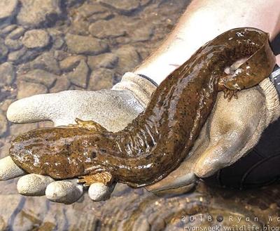 salamander promo code