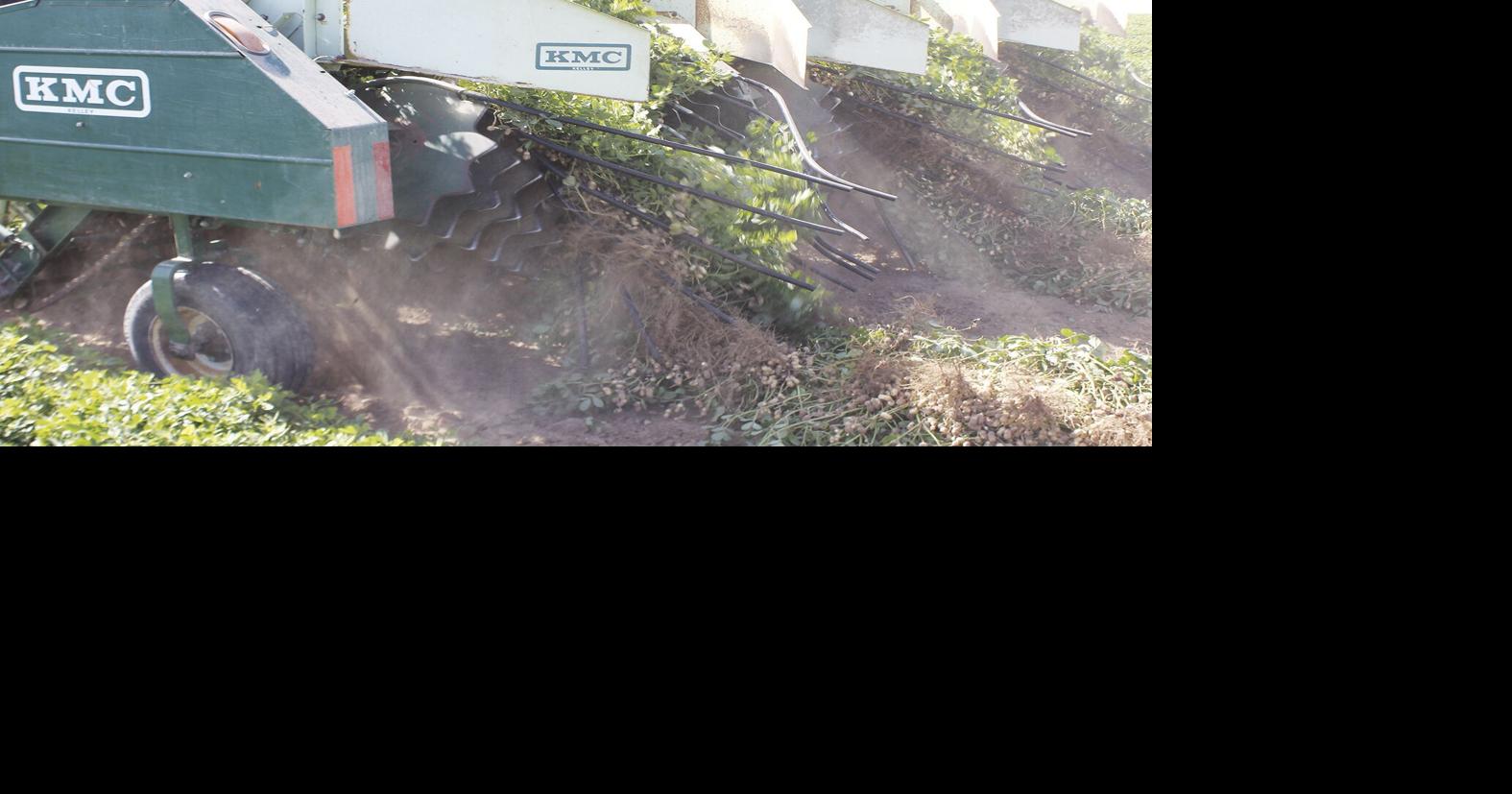 Digging peanuts | Agriculture | thecomanchechief.com