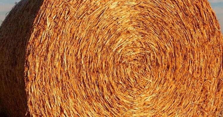 High input costs expected to continue for agriculture in 2024 ...