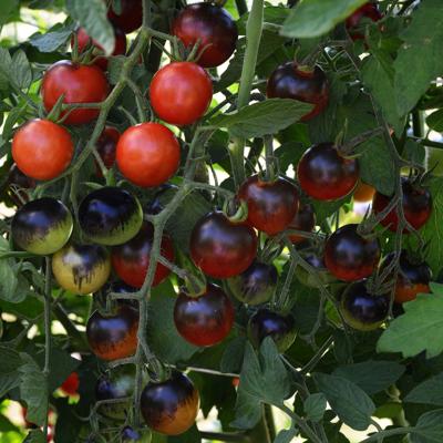 Ruby Crush tomato named Texas Superstar plant | Outdoors ...