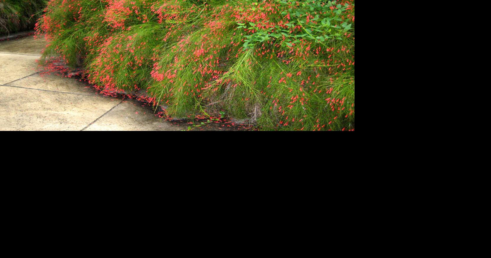 Ignite gardens with newest Texas Superstar – the firecracker plant ...