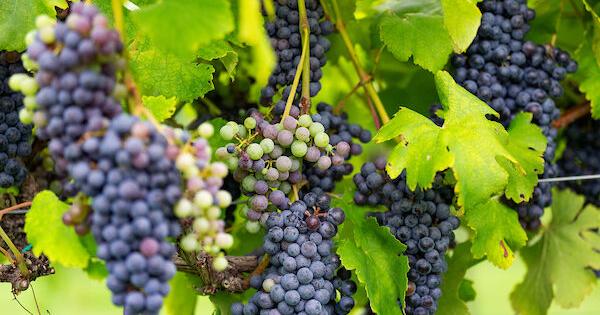 Prospective grape growers workshop set for June 28 in Lubbock ...