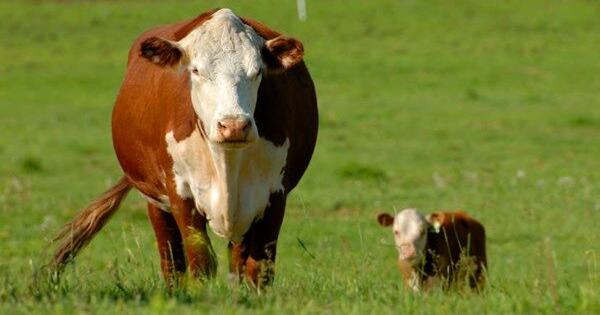 Comanche Livestock Exchange Market Report | Agriculture ...