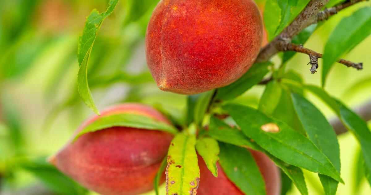 When and how to plant fruit trees for ‘fruitful’ results | Agriculture ...
