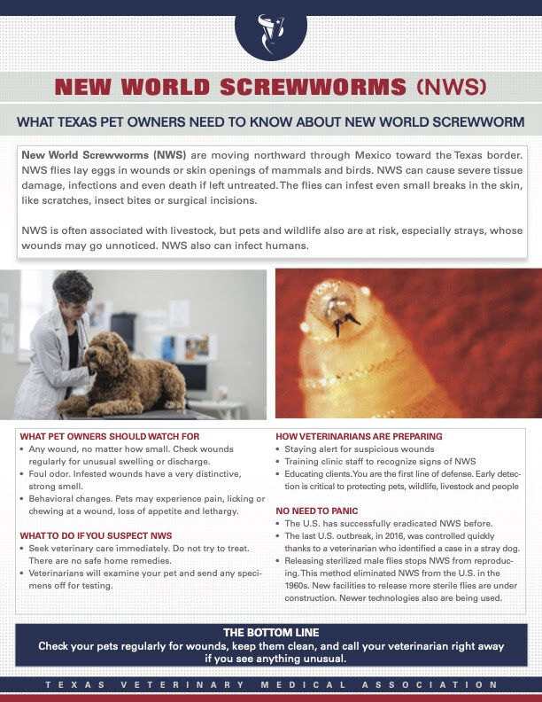New World Screwworm Confirmed in Texas: Here’s What Pet Owners ...