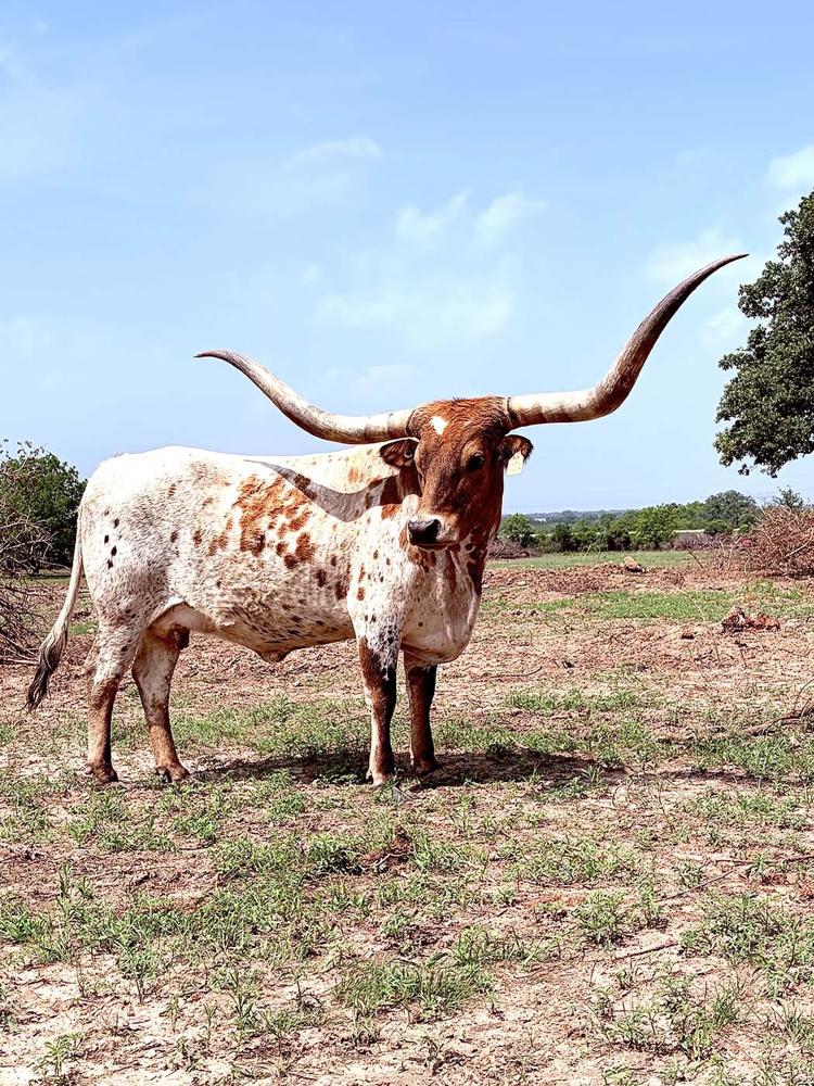 A Longhorn ranch in Rising Star, Texas preserving Texas history ...