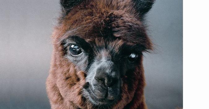 Pet Talk - First-Time Alpaca Ownership: Preparing Their New Home ...