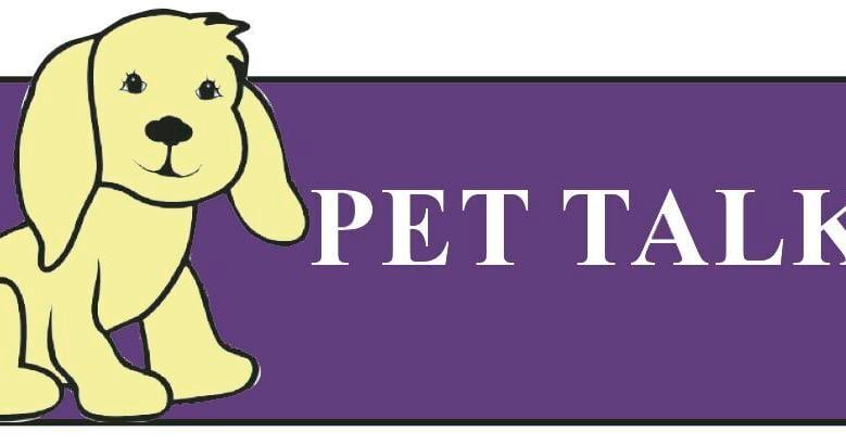Pet Talk - Heart to heart: Importance of bonding with your pets | Home ...