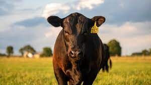 Darci Jo Burden is new member of American Angus Association ...