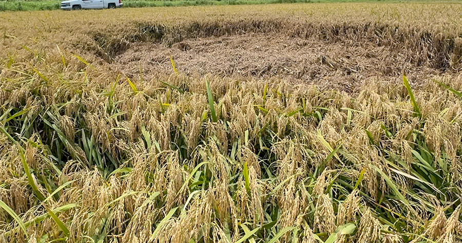 Texas A&M AgriLife tackles rice delphacid devastation | Agriculture ...