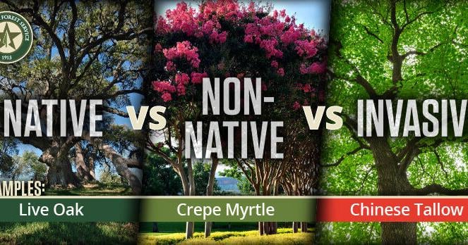Invasive, non-native and native Texas tree species explained ...