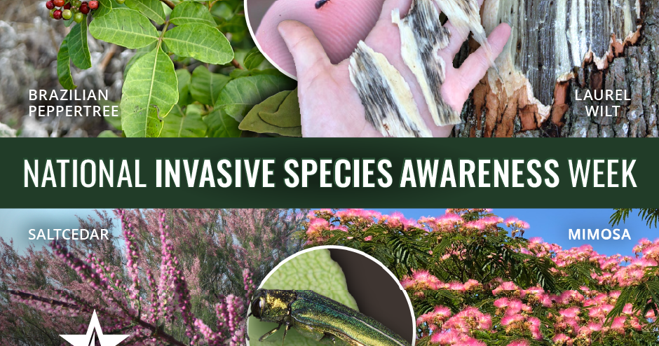 Mitigating the impacts of invasive species in Texas | Agriculture ...