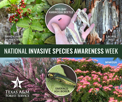 Mitigating the impacts of invasive species in Texas | Agriculture ...