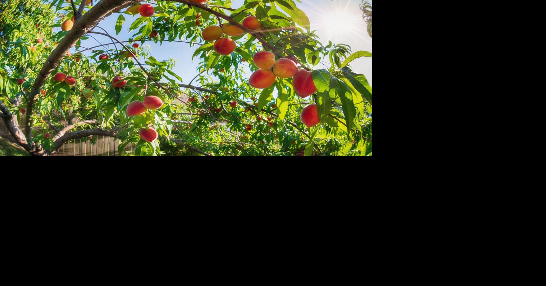 Peach breeding program adds varieties for growers and consumers ...