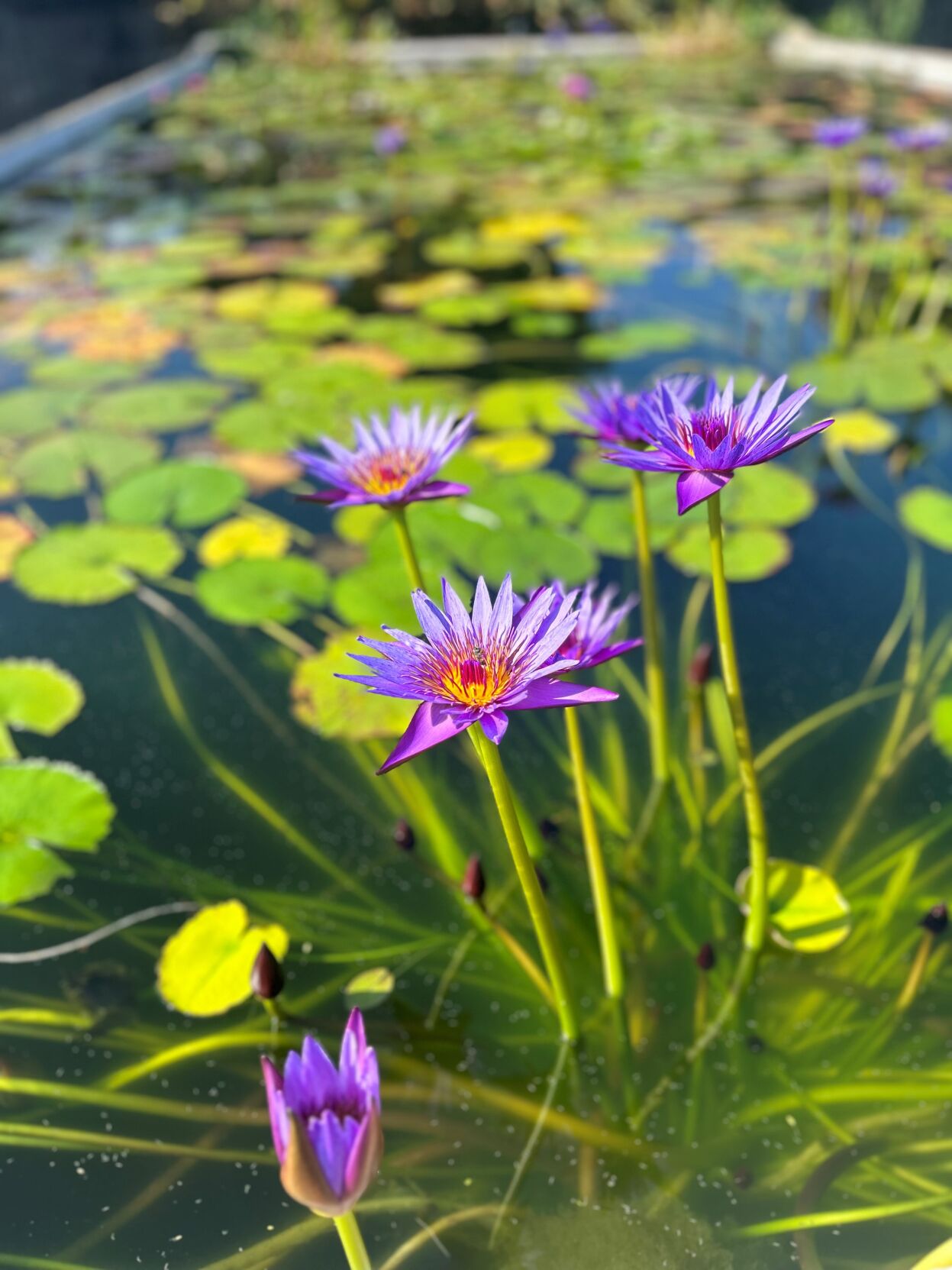 Cultivating Knowledge: Master Gardener Class Coming Soon | Agriculture ...
