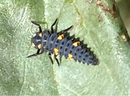 Gardening for the Good Bugs | Home & Garden | thecommunityvoice.com